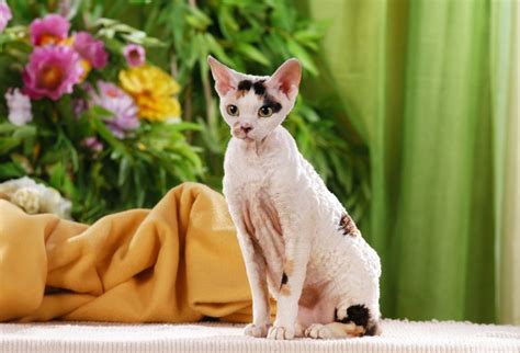 Cornish Rex Discover Cornish Rexes On Tedsby