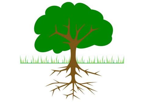 Imagen árbol con raíces Ramas de arbol dibujo Raiz de arbol