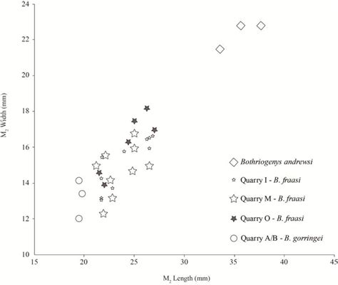 Plot Of Length Versus Width Of Second Lower Molar Comparing