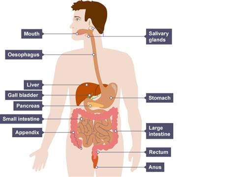 Igcse Biology 2017 2 27 Describe The Structure And Function Of The