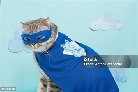 슈퍼 히어로 고양이 파란색 망 토와 마스크와 스코틀랜드 Whiskas 슈퍼 히어로 슈퍼 고양이 지도자의 개념 고양이 새끼에 대한