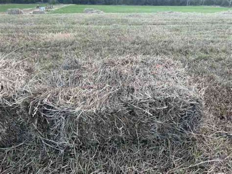 Grassy Hay Miscellaneous Goods In Beaudesert Qld Gumtree Australia