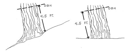 3 2 Determining Tree Diameter Forest Measurements