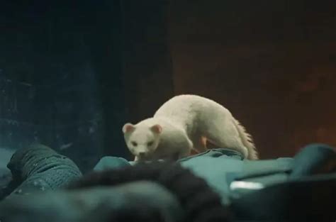 俗话说：黄鼠狼是仙家，救了它会报恩。黄鼠狼真的会成精吗？ 知乎