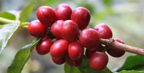 Сорта кофе и виды кофейных зерен: полная родословная кофейного дерева ...