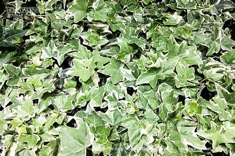 아이비 Ivy 소개 키우기 홈가든넷