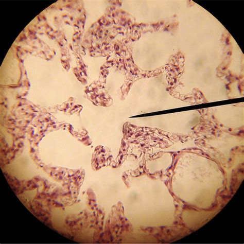 Anatomy Lab Practical Flashcards Quizlet