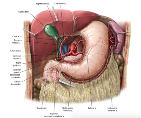 Dsf Exam Vi Hepatobiliary Anatomy Diagram Quizlet
