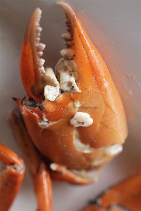 Broken Part Of Boiled Stone Crab Body Builder Cheliped Of The Crab