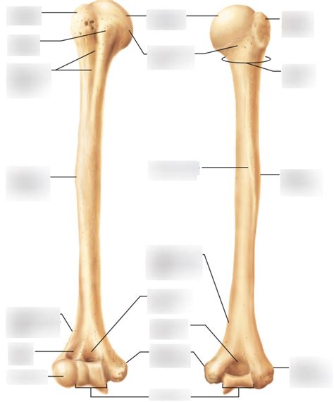 Humerus Diagram Quizlet