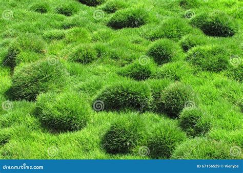 Decorative Green Grass Zoysia Tenuifolia Stock Image Image Of Color