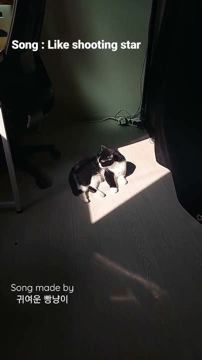 귀여운 빵냥이 Shorts Youtube