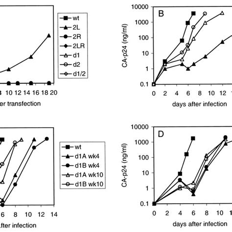 Replication Of Wild Type Wt Mutant And Revertant Hiv 1 Viruses A