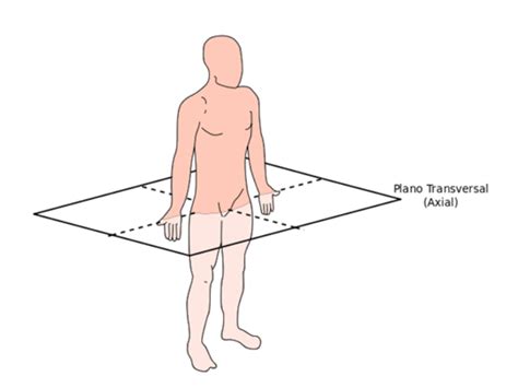 Desvendando O Plano Transverso Anatomia E Movimento