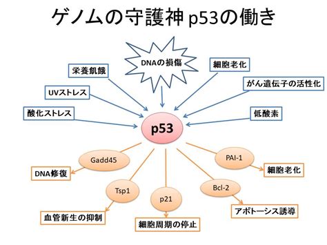 3分で簡単「がん抑制遺伝子」人体に備わるがんを予防する機能とは？現役理系大学院生がわかりやすく解説！ ページ 2 Study Z