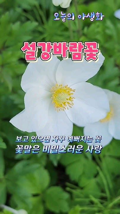 꽃이 눈이 내린 듯 해서 붙여진 유럽 중서부 원산의 꽃 눈바람꽃이라고도 합니다~ Youtube