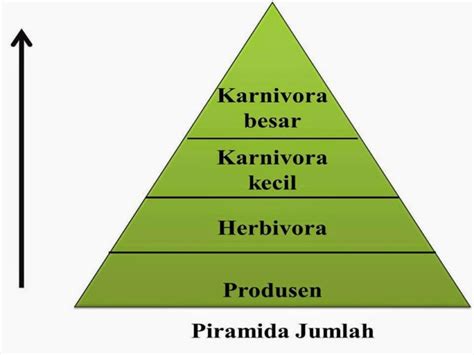 Pengertian Piramida Ekologi Dan Macam Macam Bentuk Piramida Ekologi