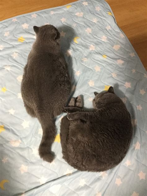 ハチみゅう・🌸と王様🐱 Hachiwaremewmew Twitter