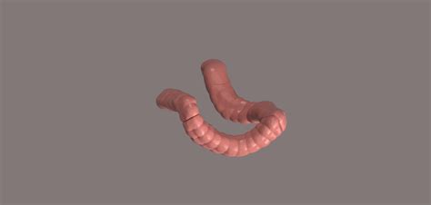 🩻 Large Intestine Segmented In 4 Parts・ 3d File For 3d Printing・cults