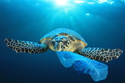 3 De Julio Día Internacional Libre De Bolsas De Plástico Blog De