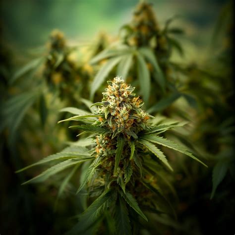 Clementine Weed Strain Information And Effects