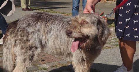 Кампания за осиновяване на куче от приюта в Бургас Btv Новините