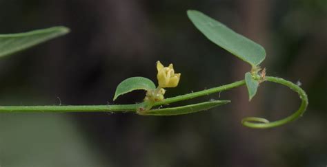 Helinus Lanceolatus Eflora Of India