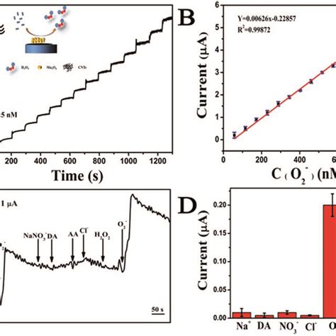 Performance Of The O2⁻ Electrochemical Sensor A Amperometric