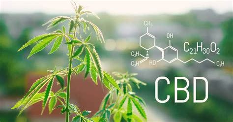 Cannabidiol Cbd Everything You Need To Be Aware Of Hempire Gardens