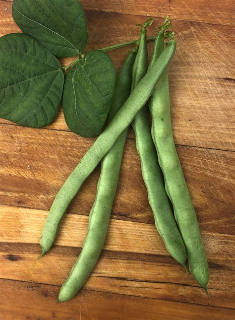 Beans Roughwood Seed