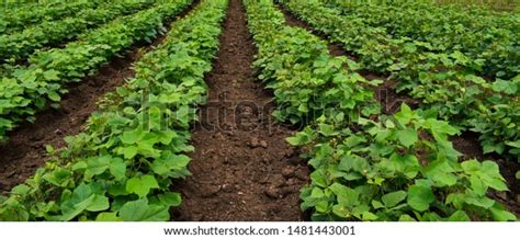 80 Intercropping Mixed Cropping Crop Rotation Royalty Free Images