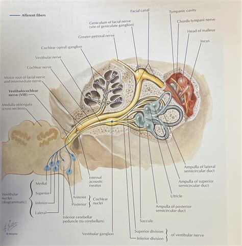 7th Cranial Nerve Anatomy Cranial Nerves