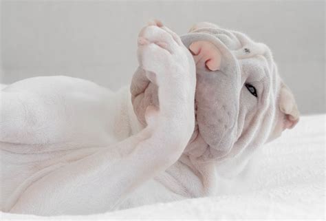 Por Que Meu Cachorro Lambe A Pata Revista Meu Pet