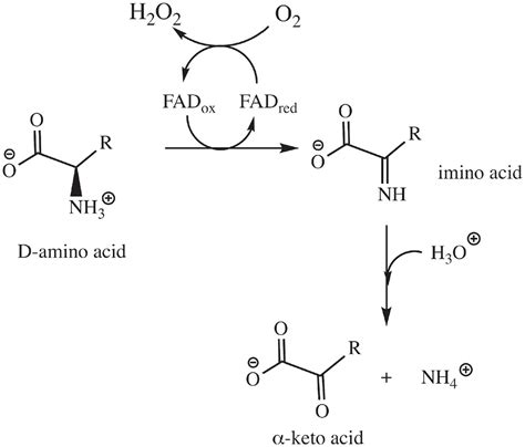 Fig 46 In The Scope Of Flavin Dependent Reactions And Processes In The