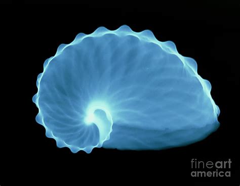 X Ray Of A Paper Nautilus Shell Photograph By D Roberts Science Photo