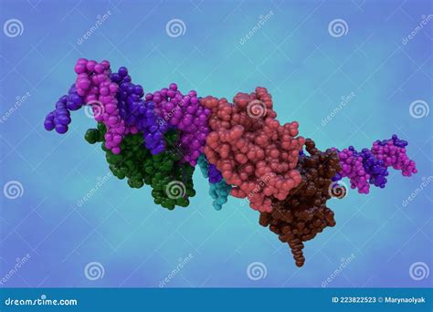 Molecular Model Of Interferon Regulating Factor 3 Bound To The