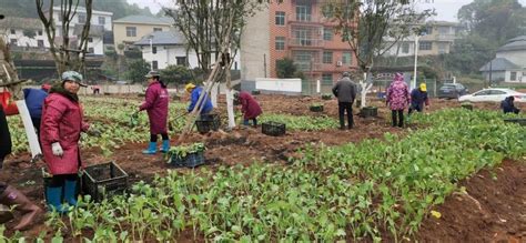 油菜基地 项目案例 萍乡市五峰林业发展有限公司