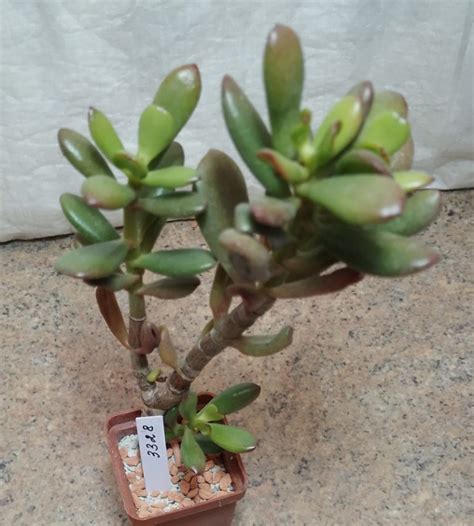 3328 Crassula Ovata Hobbit — Cactus Shop