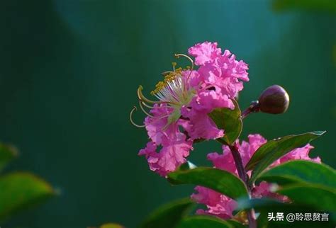 紫薇花詩詞精選一十六首曉迎秋露一枝新不佔園中最上春 每日頭條