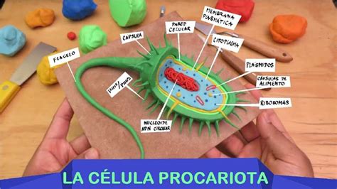 Aprender a hacer la Célula Procariota en plastilina paso a paso