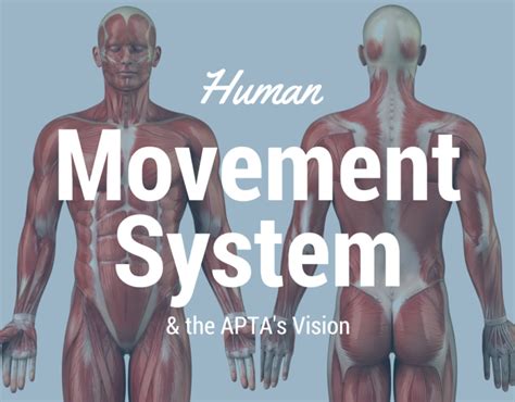 What Is The Human Movement System Here Is The Movement System Definition