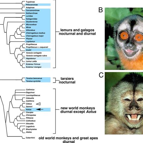 Nocturnal And Diurnal New World Monkeys A Phylogeny Of The Primates