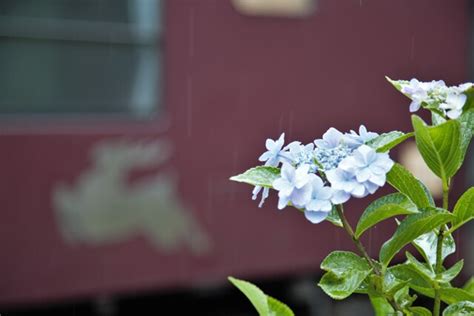 梅雨明けはいつ？ By Kont （id：9727226） 写真共有サイトphotohito