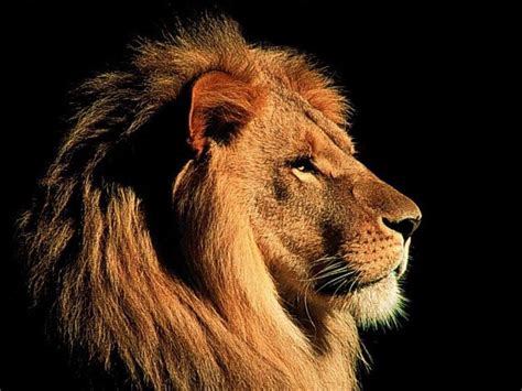 Wild Lion Wild Life Adventures