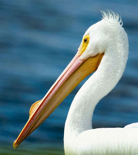 Pelícano Blanco Americano Audubon Field Guide