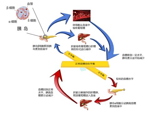 胰岛”是个什么岛？细胞血糖葡萄糖