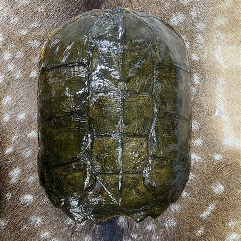 Turtle Shell