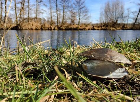 Premium Photo Close Up Of Mollusk Shells On Grass At Riverbank