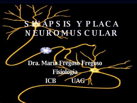 Sinapsis Y Placa Neuromuscular I Completa Ppt