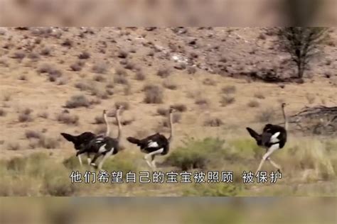 狮子捕捉鸵鸟不想鸵鸟竟把头埋进土里镜头记录搞笑一幕 鸵鸟 土里 把头